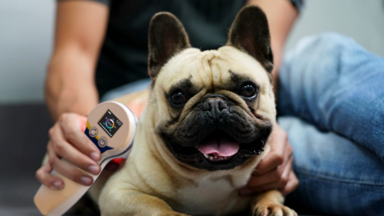 How Pet Laser Therapy Can Alleviate Pain & Speed up Recovery | B-Cure ...