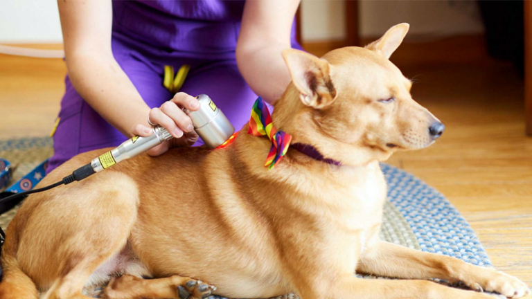 Laser Therapy for Dogs - What You Need to Know | B-Cure Laser Vet