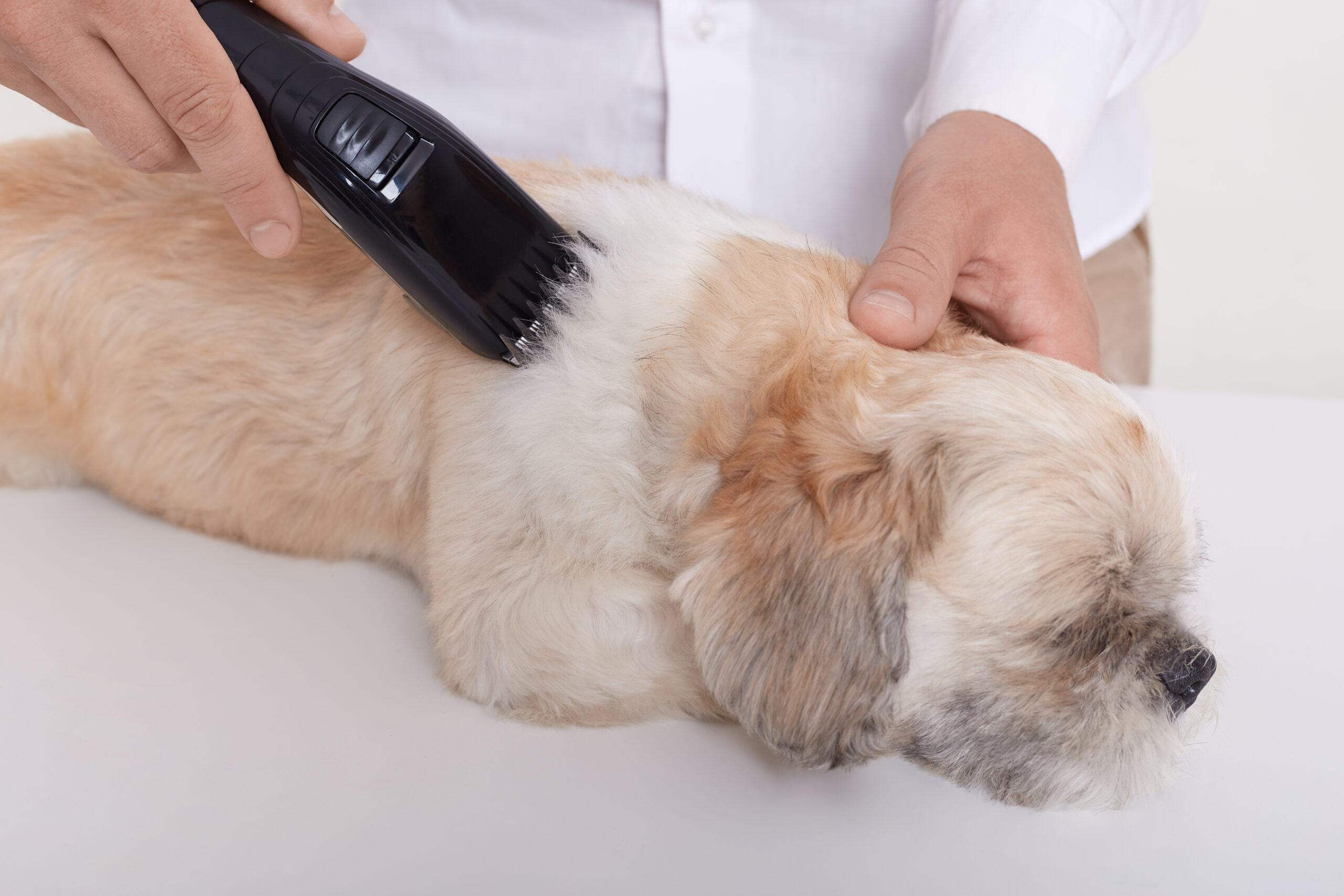 Laser Therapy for Dogs - What You Need to Know | B-Cure Laser Vet