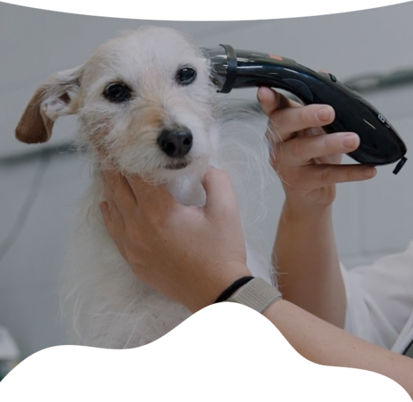 Exploring the Advancements in Cold Laser Therapy Devices for Animal ...