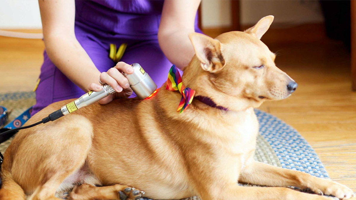 Laser Therapy for Dogs: Can it Help a Dog Heal? | Bcurelaservet